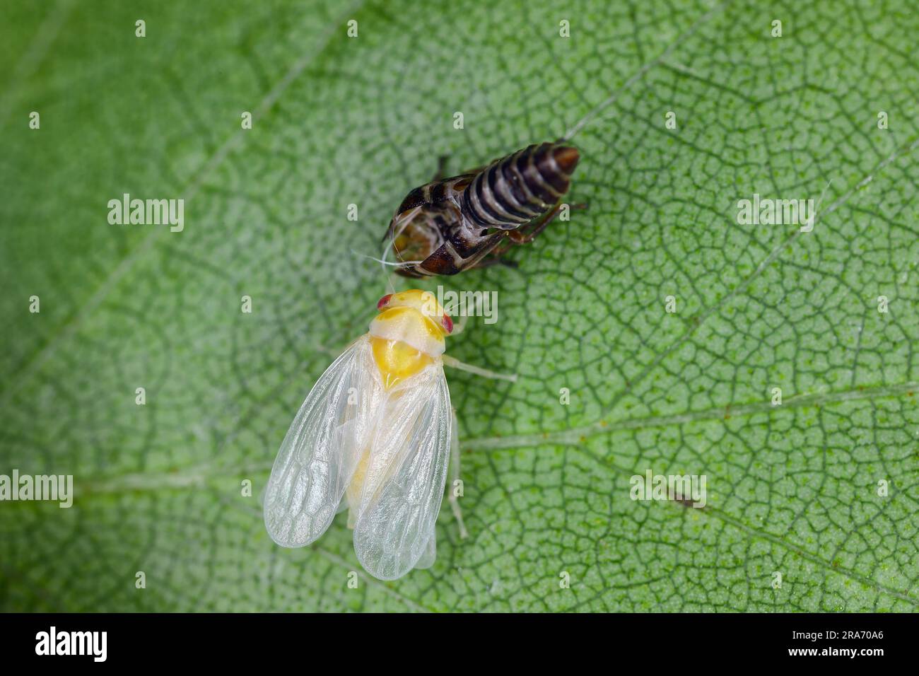 Un jeune insecte, la cicadelle fraîche de la métamorphose d'une larve ...