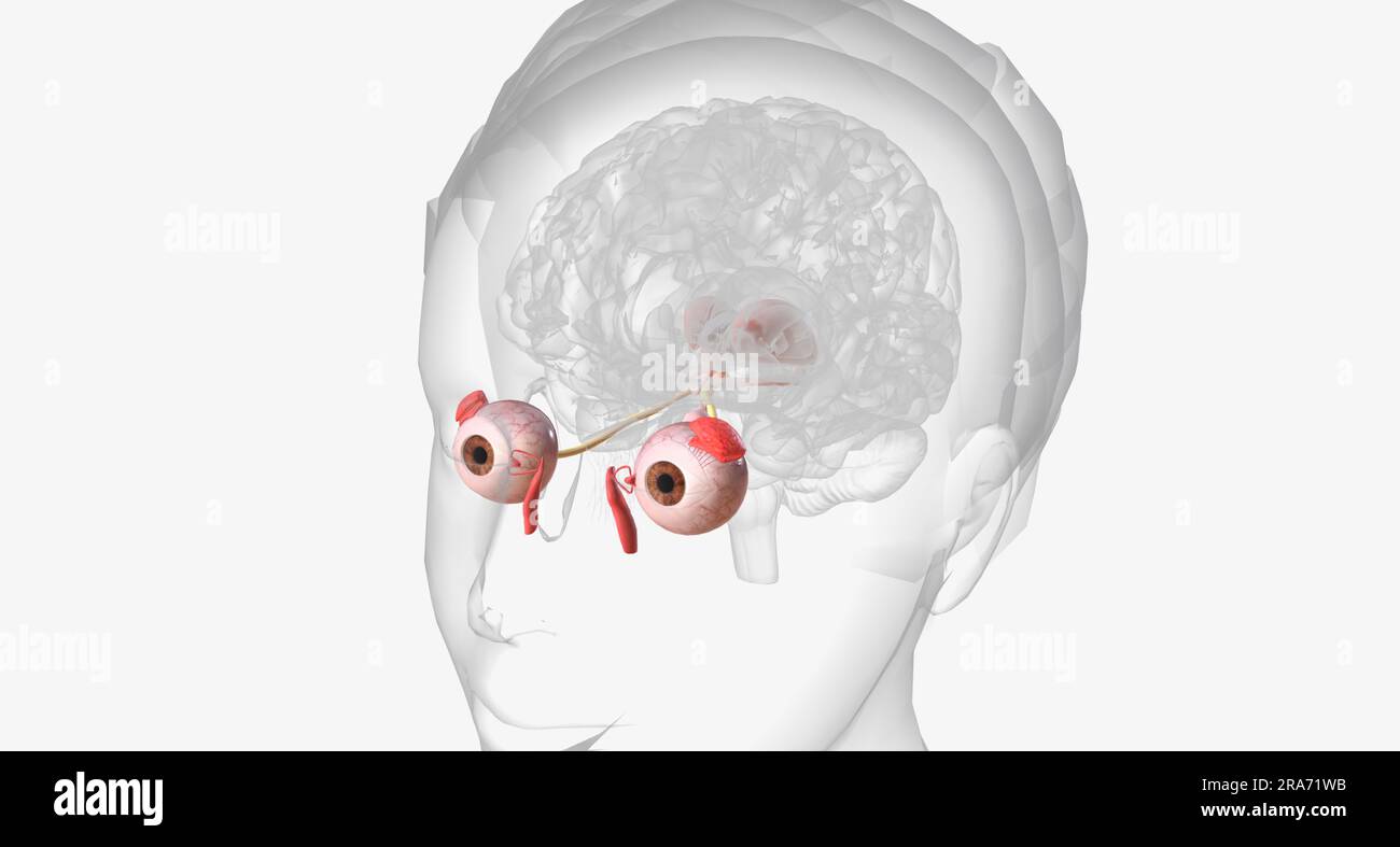 Le système visuel contient les yeux, les nerfs optiques, les faisceaux ...