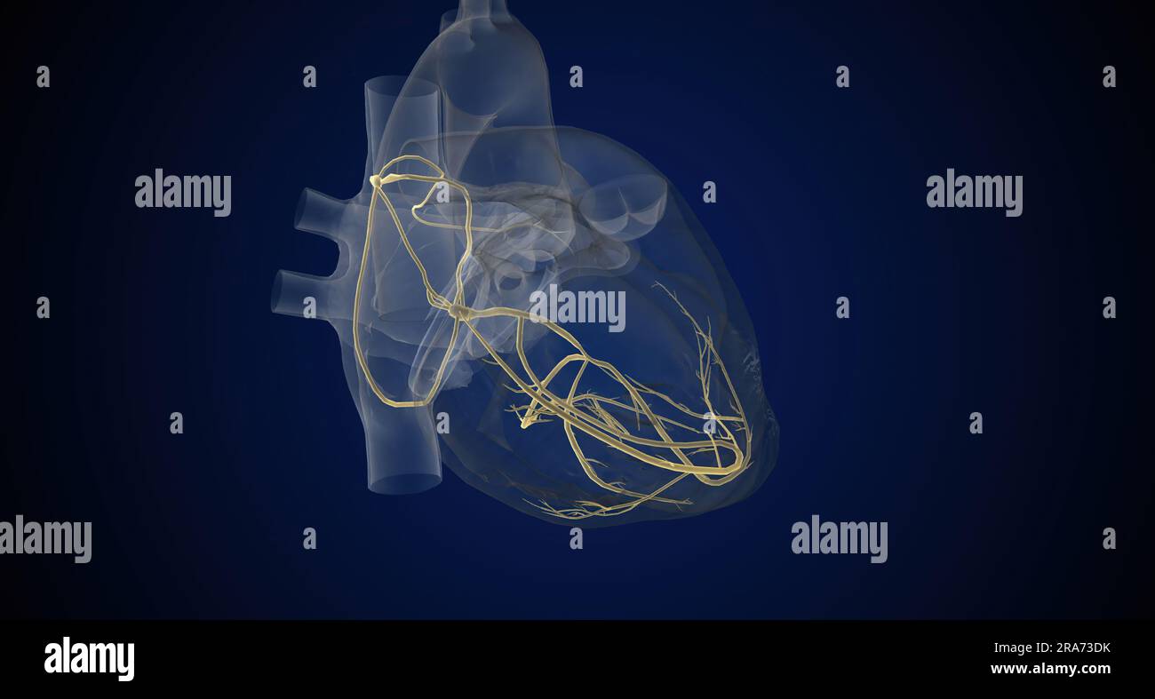Votre rythme cardiaque est contrôlé par un système de conduction ...