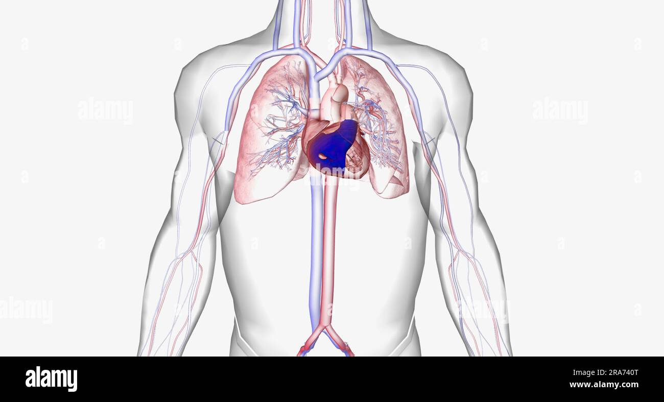 Le système cardiovasculaire se compose du cœur et des vaisseaux ...