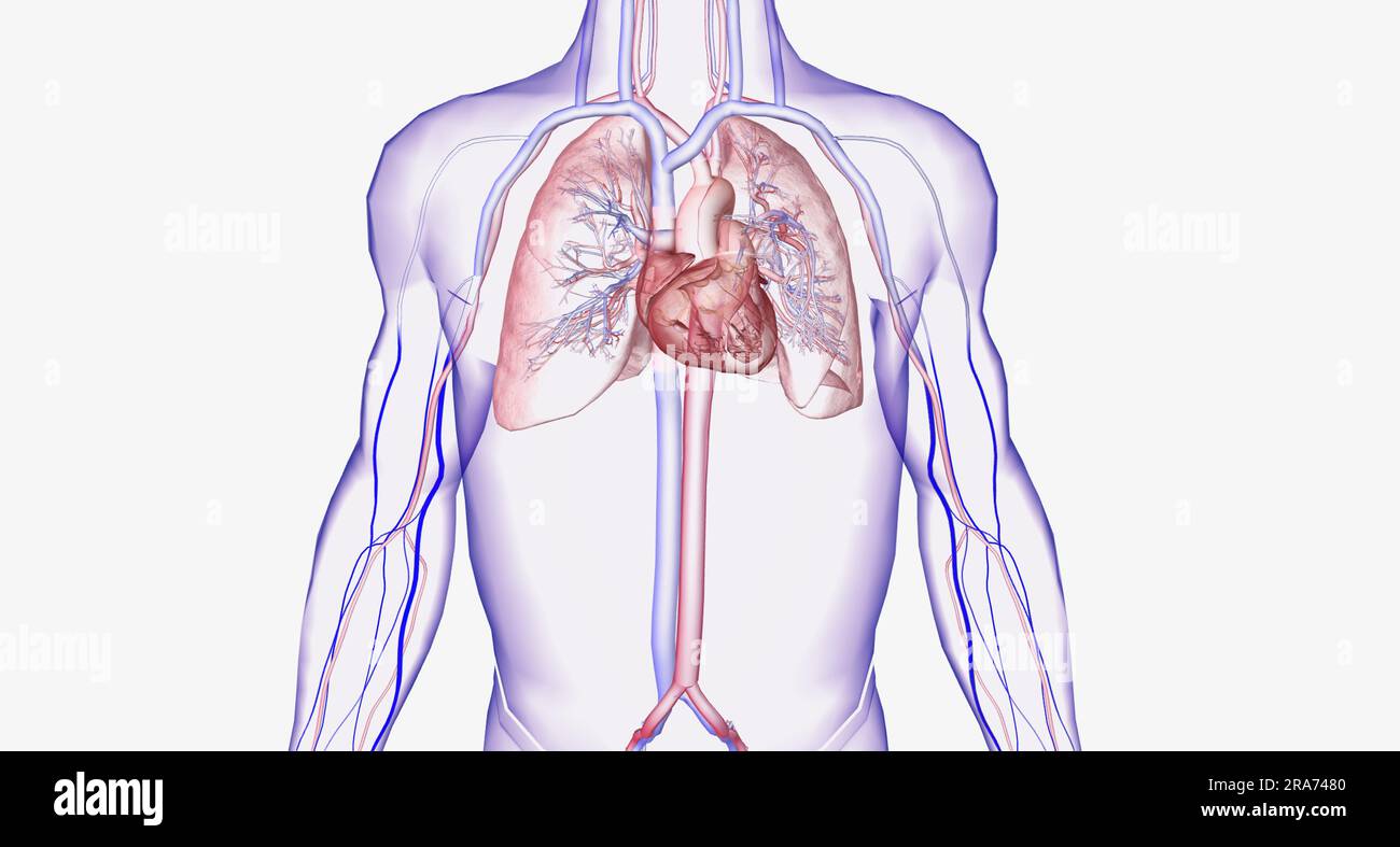 Le système cardiovasculaire se compose du cœur et des vaisseaux ...