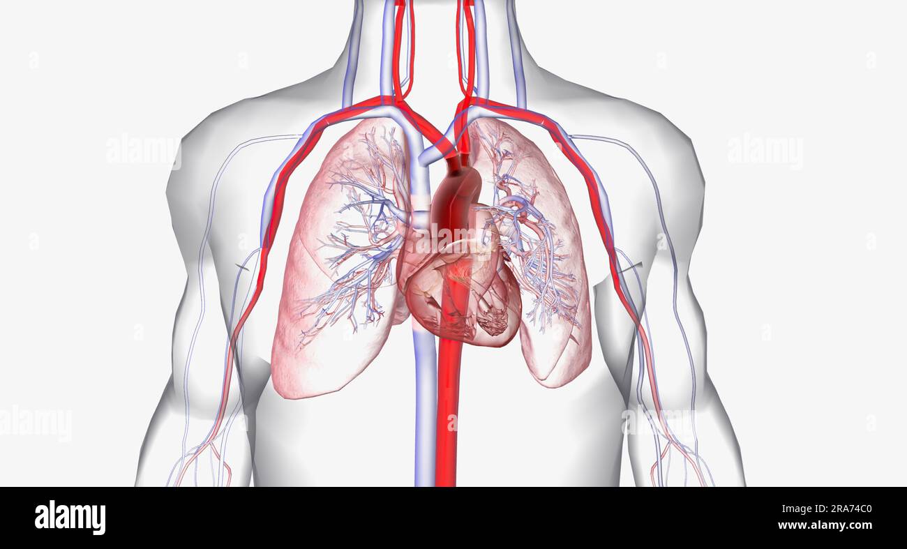Le système cardiovasculaire se compose du cœur et des vaisseaux ...