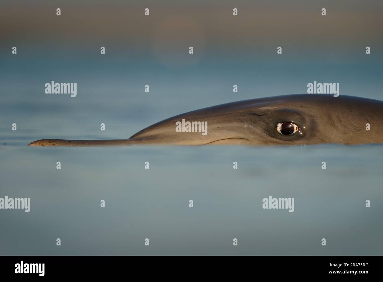 Dauphin à gros nez commun ou atlantique - Tursiops truncatus, grand ...