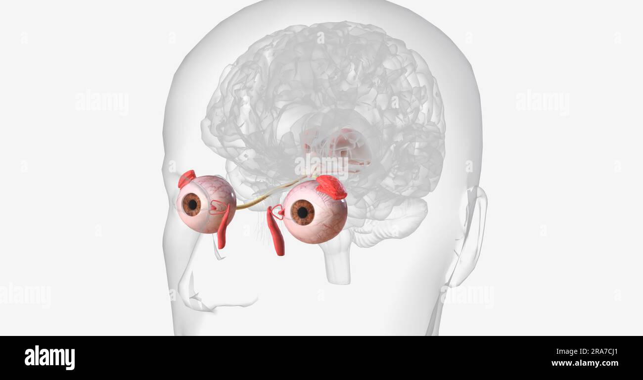 Le système visuel contient les yeux, les nerfs optiques, les faisceaux ...