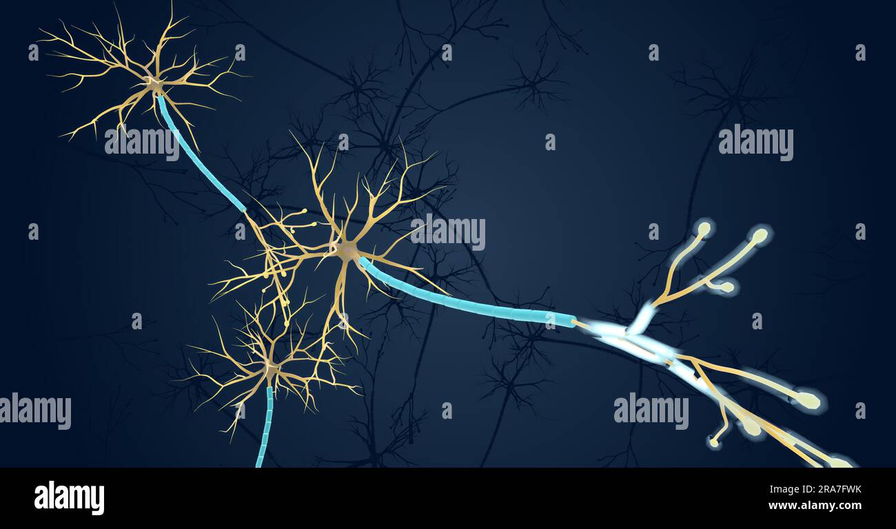 Fibre nerveuse Banque de photographies et d’images à haute résolution ...