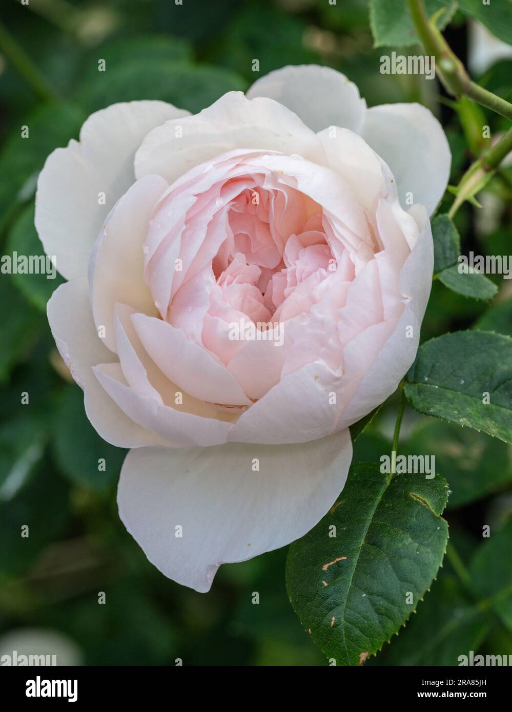 Rosa gentle hermione rose Banque de photographies et d’images à haute ...