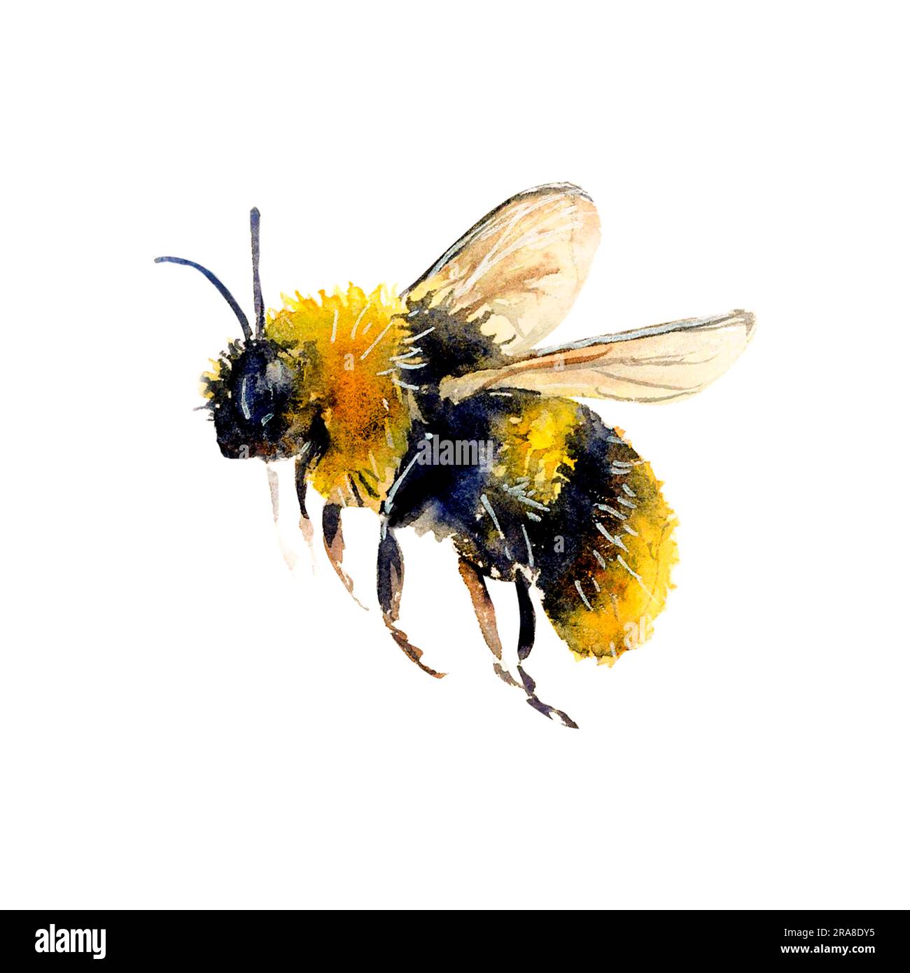 Illustration aquarelle d'une abeille dessinée à la main sur fond blanc ...