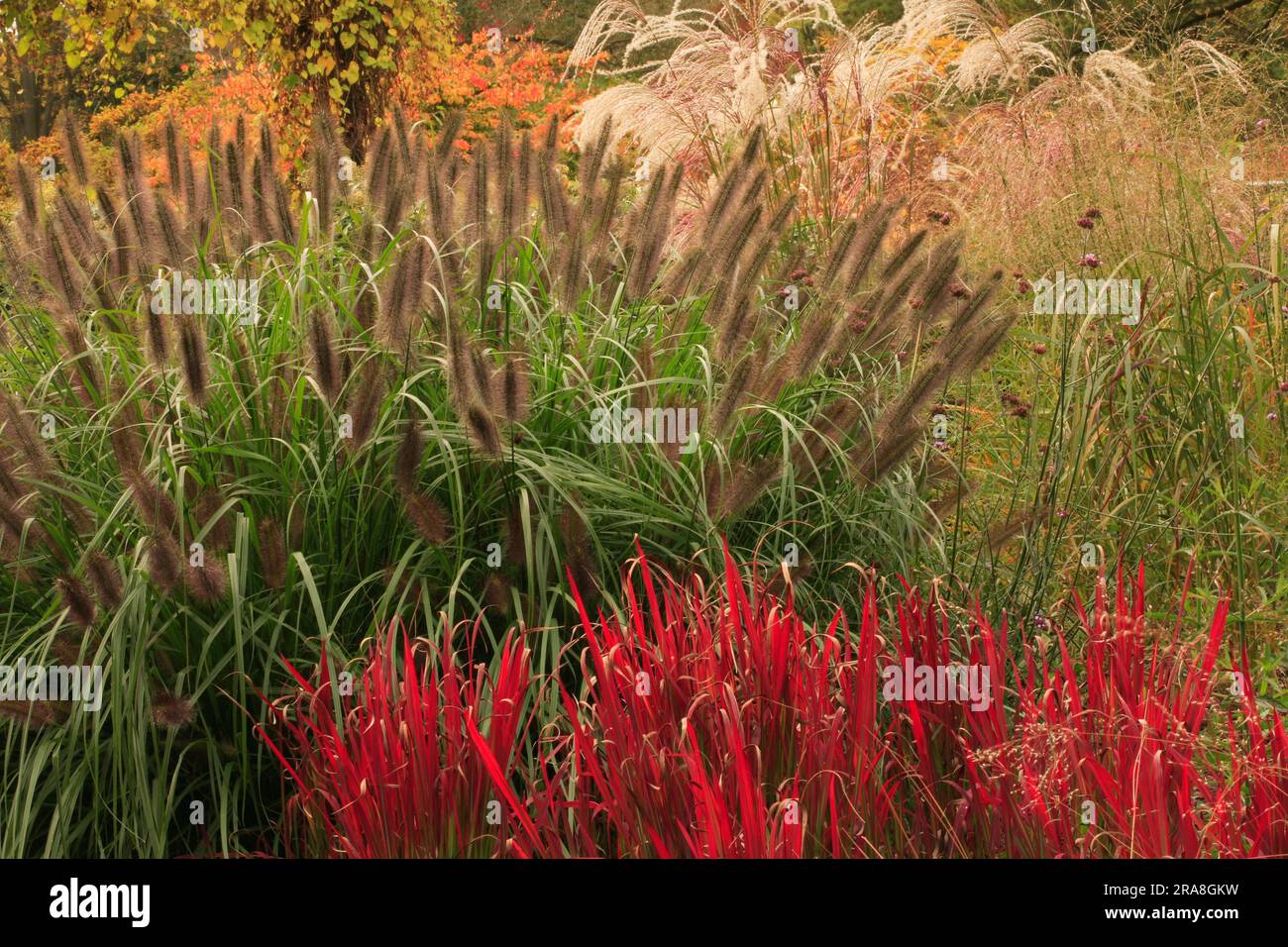 Plante d'herbe de sang japonais Banque de photographies et d’images à ...