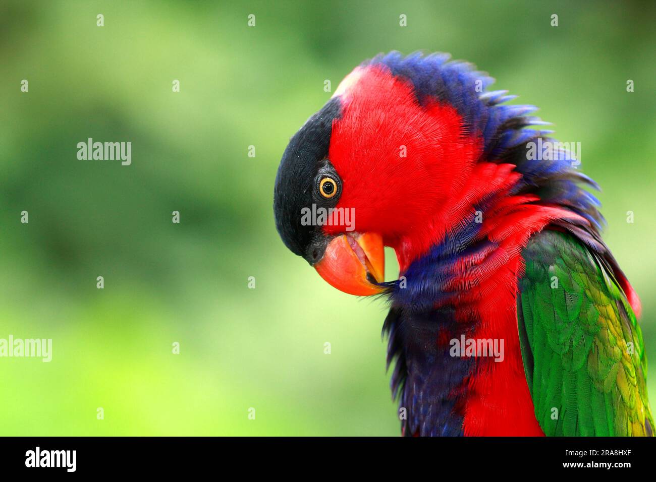 Black lory Banque de photographies et d’images à haute résolution - Alamy