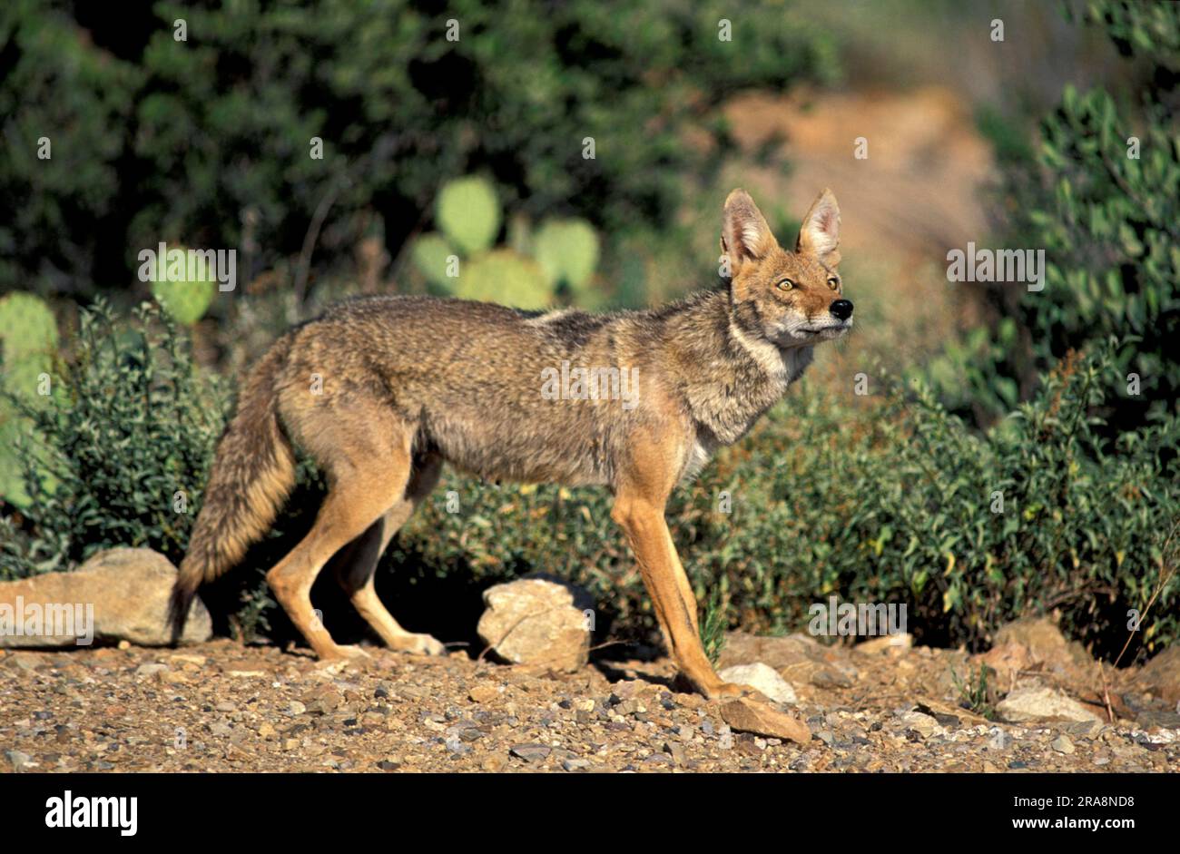 Arizona coyote animal Banque de photographies et d’images à haute ...