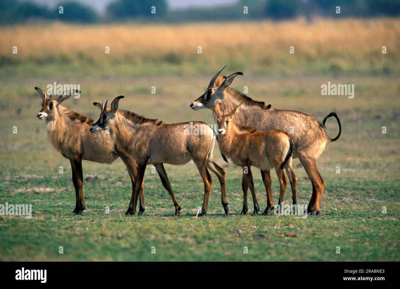 Roan antelopes Banque de photographies et d’images à haute résolution ...
