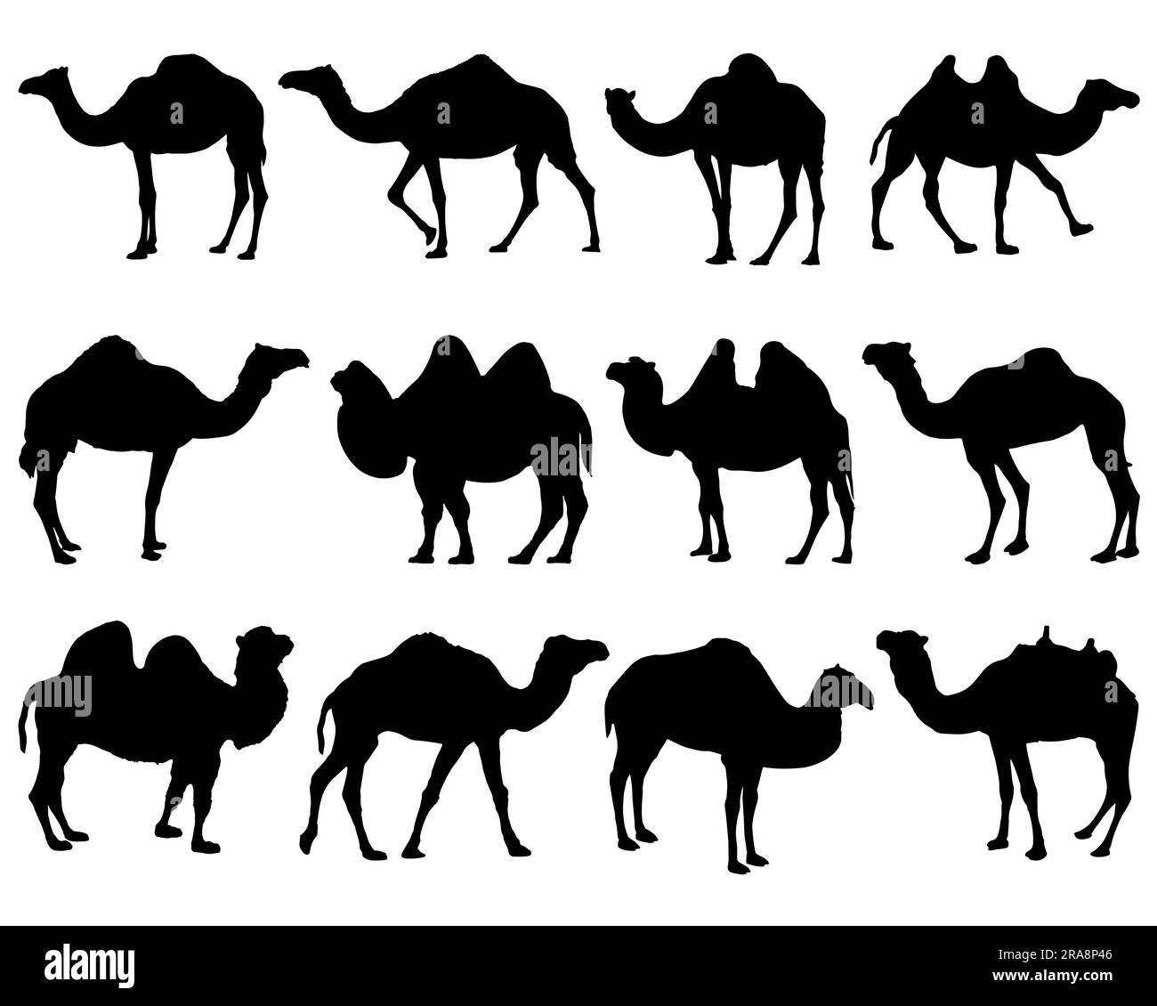 Silhouette de chameau Banque d'images vectorielles - Alamy