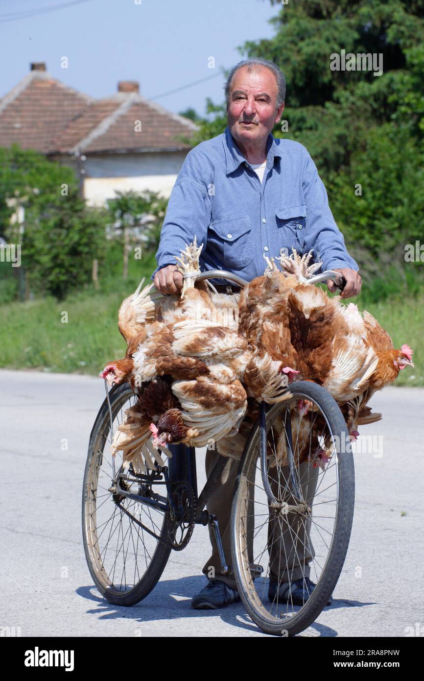 L'homme transporte des poulets vivants avec un vélo, du poulet ...