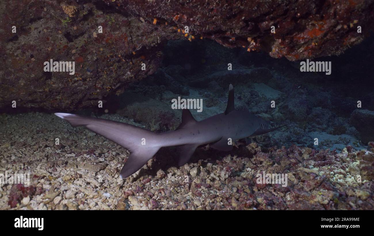 Le requin tourbillonne à l'intérieur de la grotte. Gros plan du requin ...