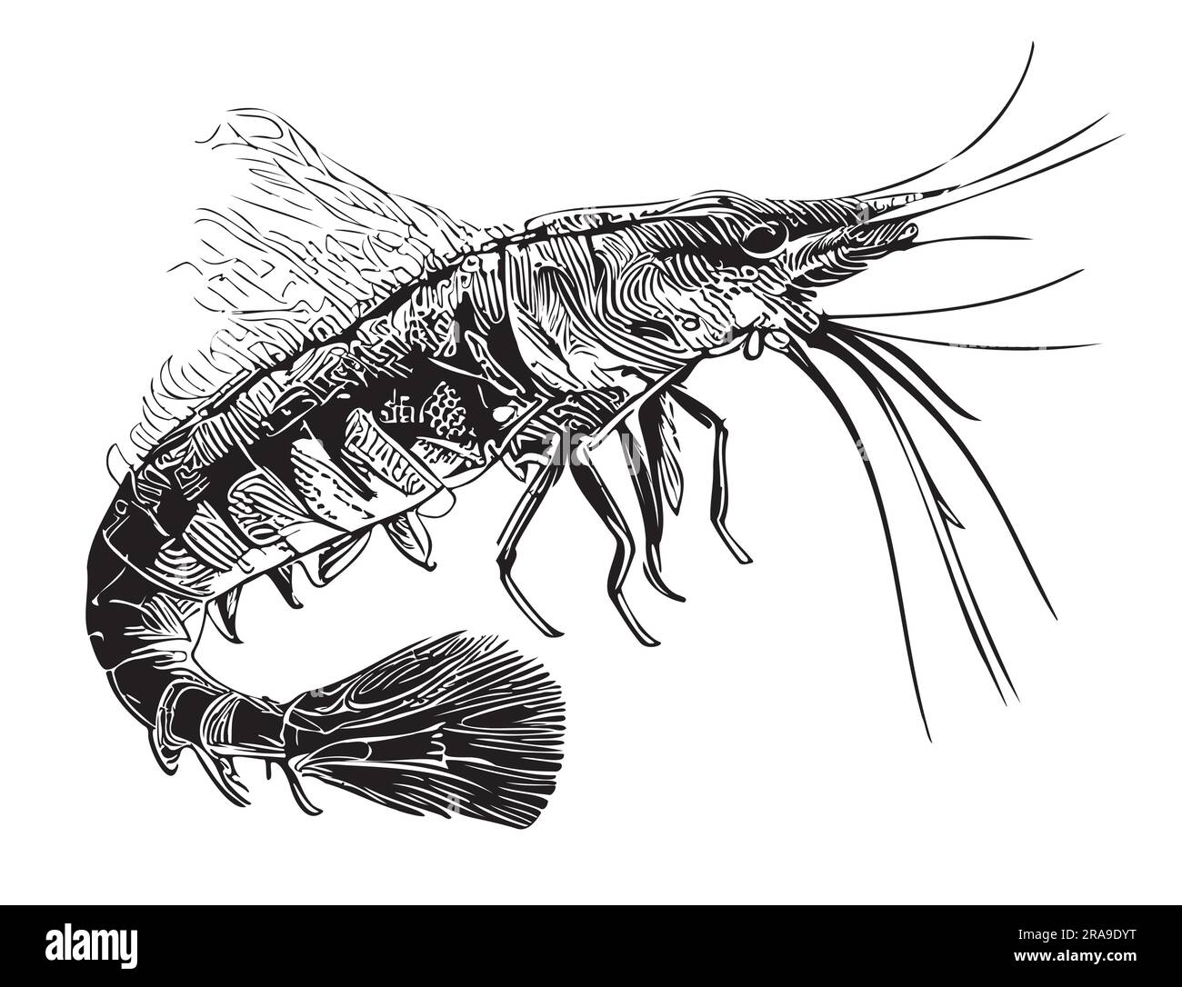 Dessin de la mer de crevettes dessiné à la main dans l'illustration de ...