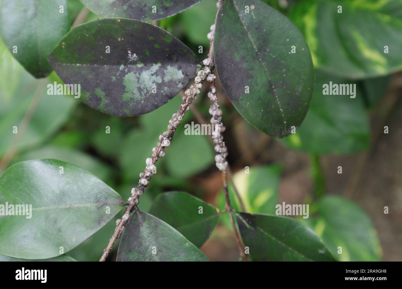Vue des insectes de l'échelle blanche dans les différentes étapes de ...