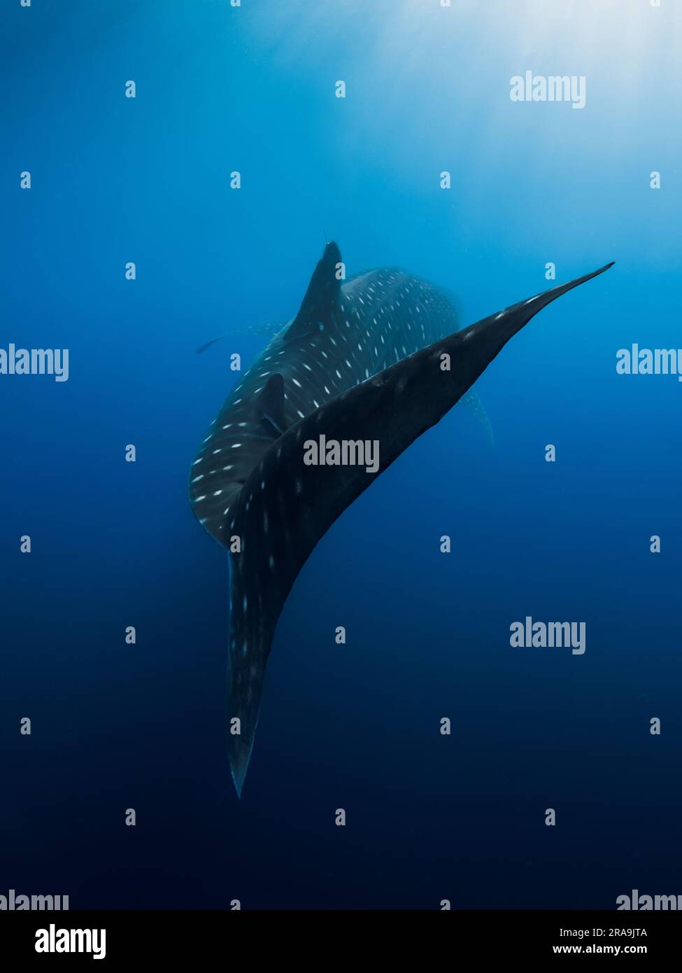 Queue de requin-baleine dans un océan bleu profond. Silhouette de ...