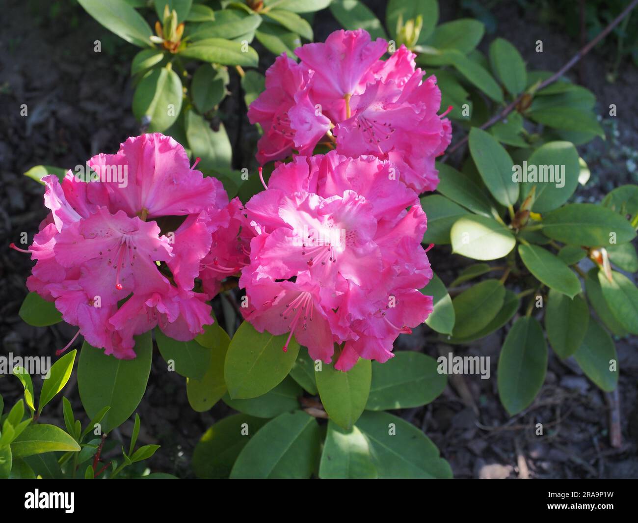 Rhododendron dans le jardin Banque de photographies et d’images à haute ...