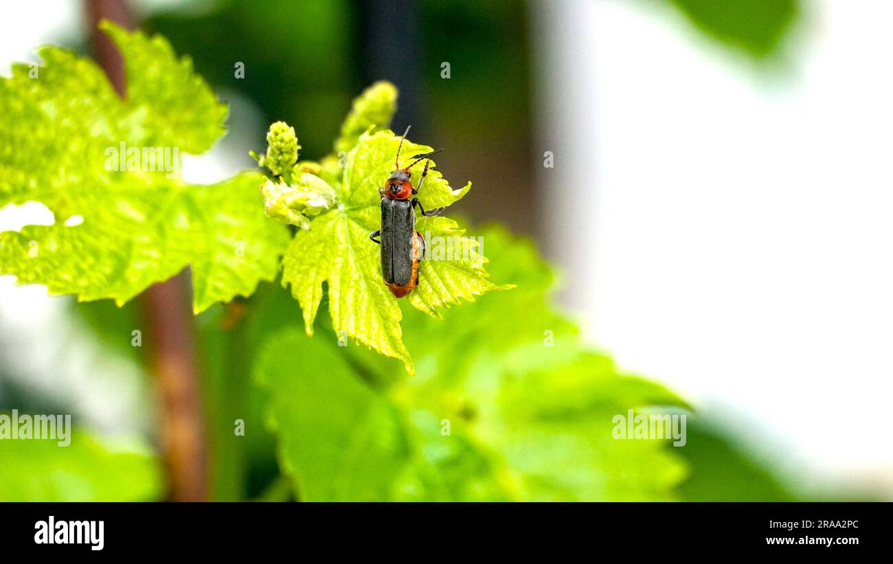 Insecte nommé coléoptère soldat, Cantharis fusca, sur le dessus de la ...