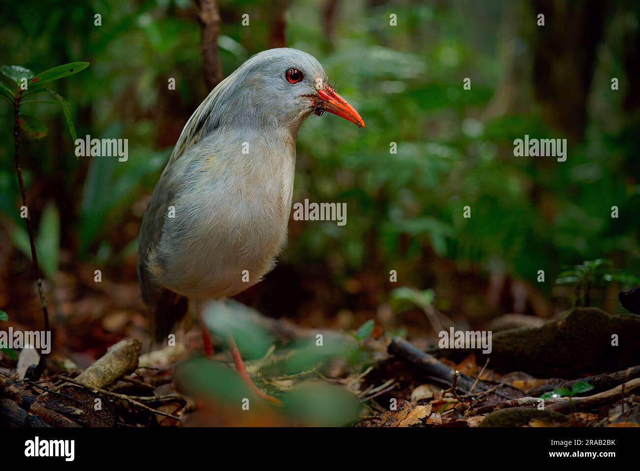 Kagu ou Cagou, kavu ou kagou - Rhynochetos jubatus oiseau gris bleuâtre ...