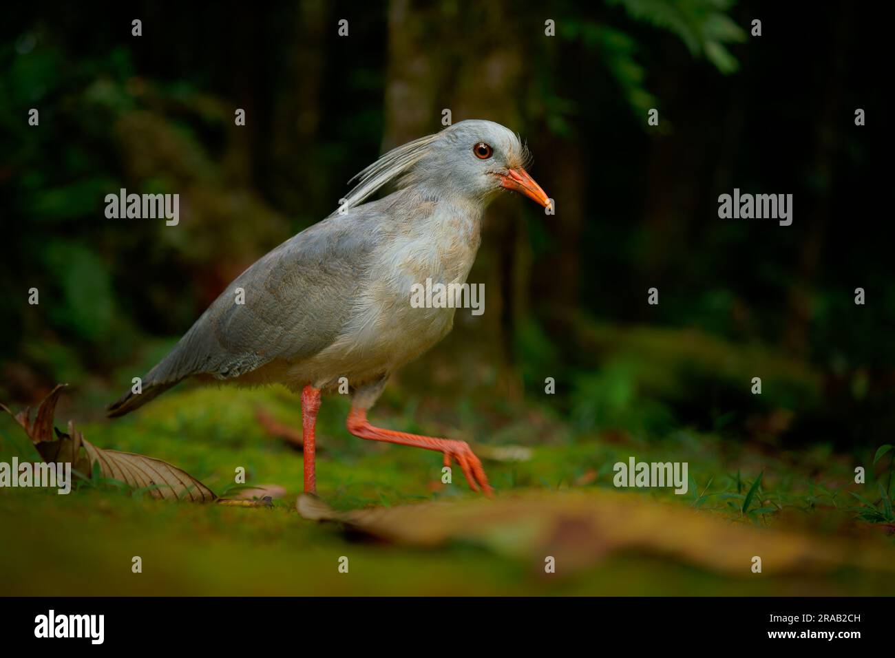 Kagu ou Cagou, kavu ou kagou - Rhynochetos jubatus oiseau gris bleuâtre ...