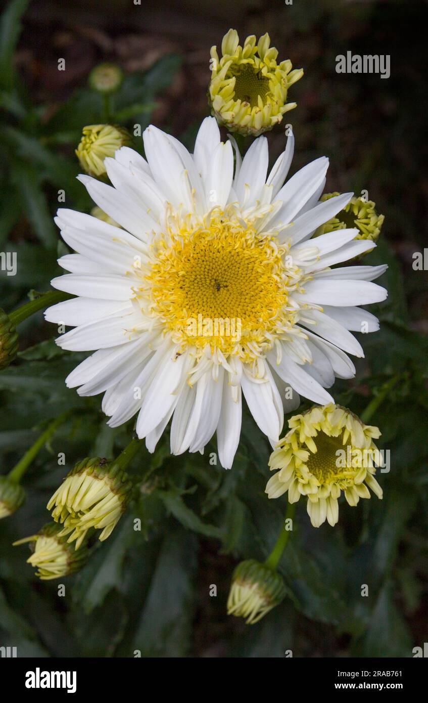 Shasta daisy leucanthemum superbum Banque de photographies et d’images ...