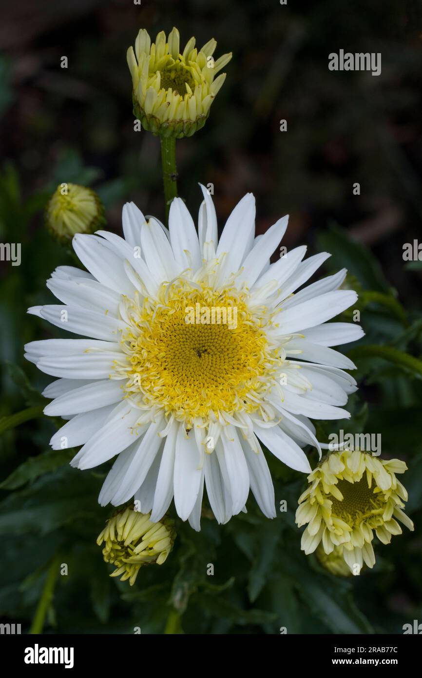 Shasta daisy leucanthemum superbum Banque de photographies et d’images ...