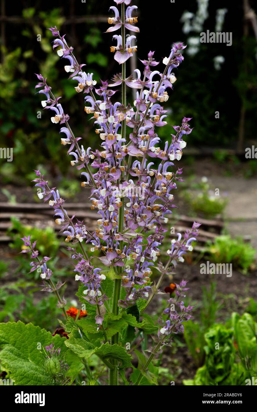 Sclarée aux herbes Banque de photographies et d’images à haute ...