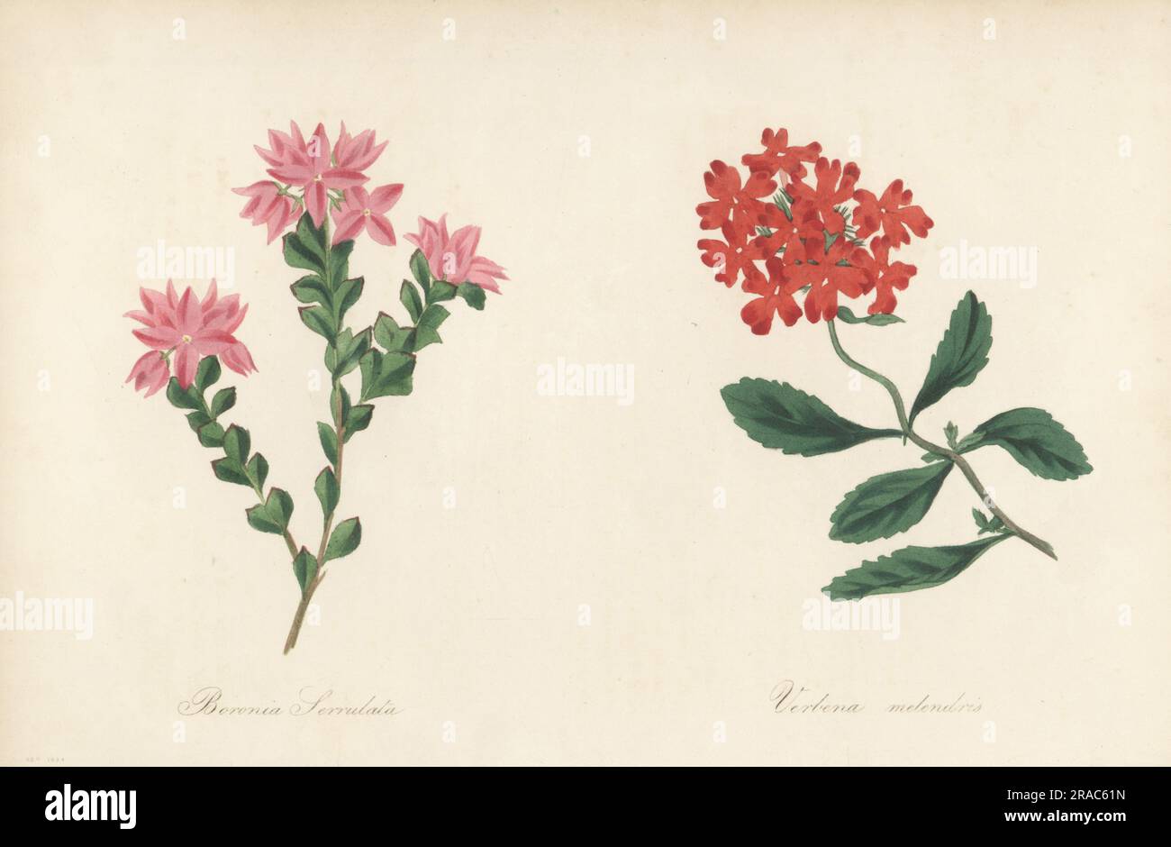 Verbena peruviana Banque de photographies et d’images à haute ...