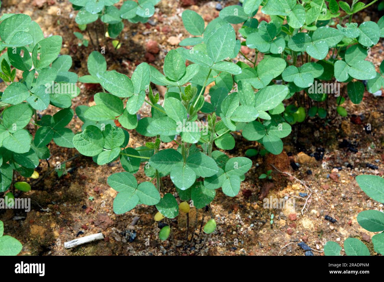 Soya leaves Banque de photographies et d’images à haute résolution - Alamy