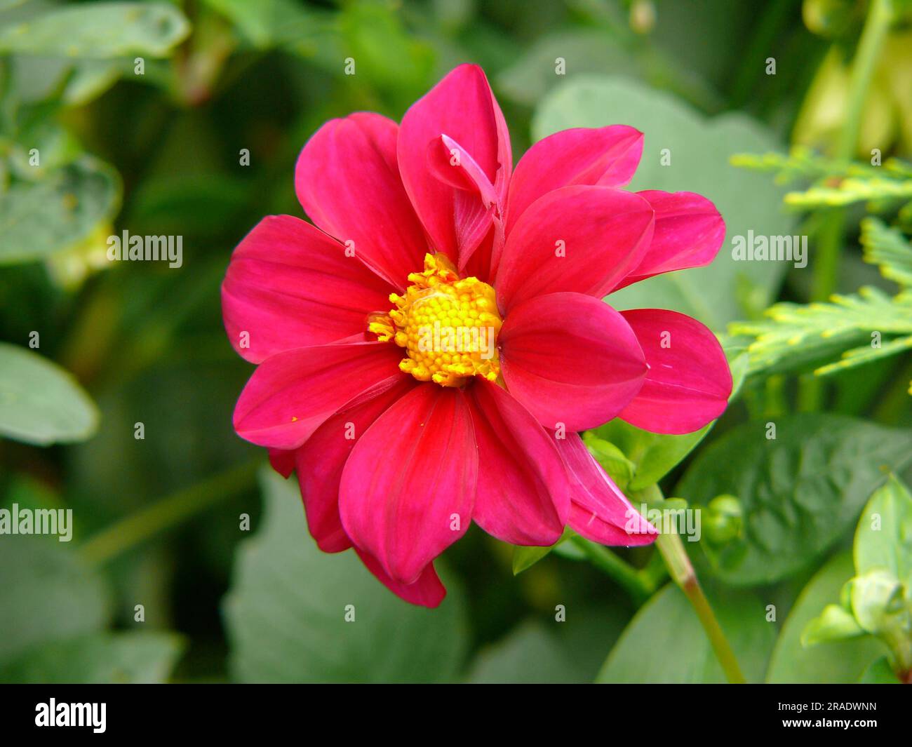 Dahlia coccinea Banque de photographies et d’images à haute résolution ...