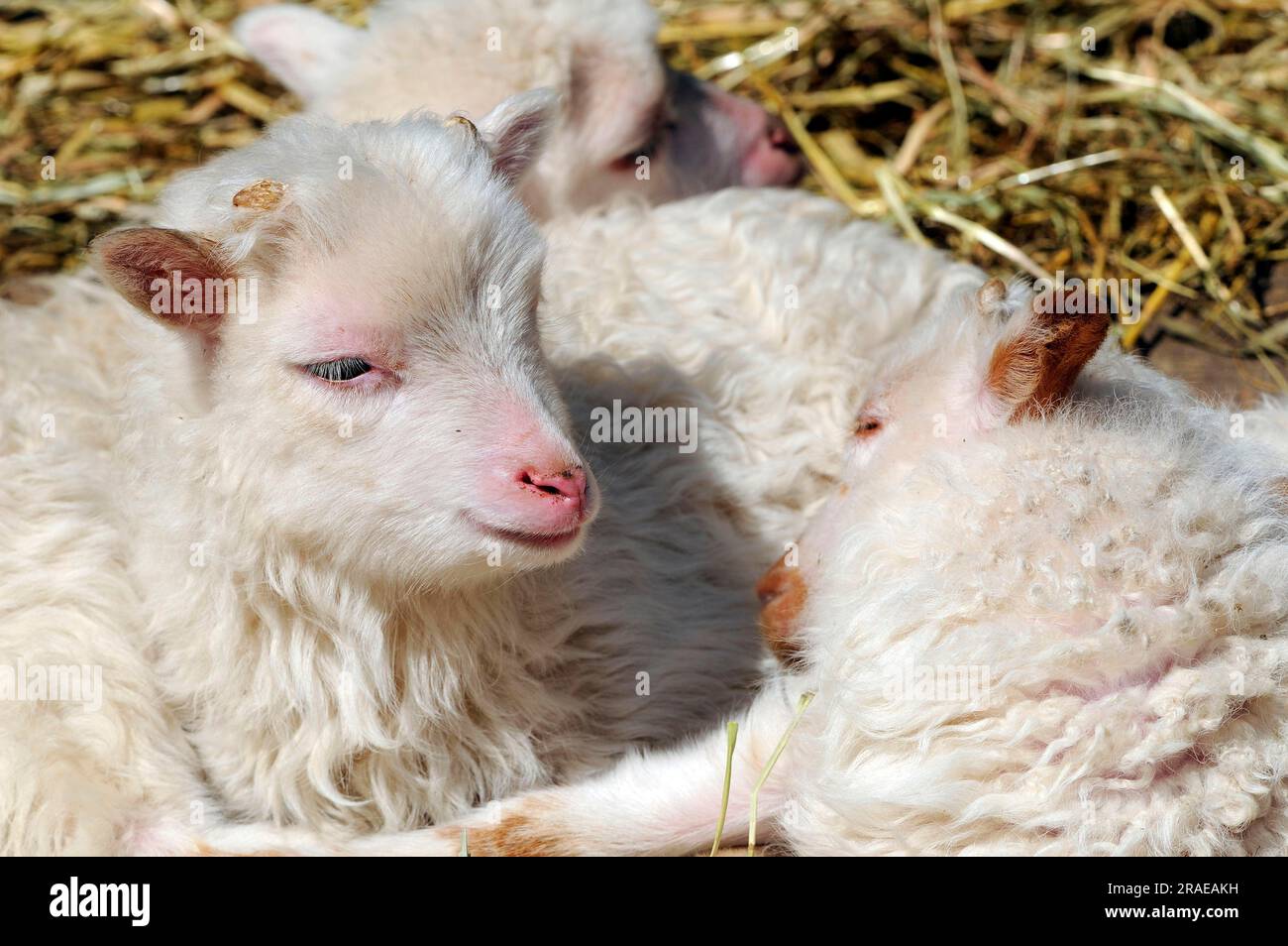 Agneaux de brebis de race skudde Banque de photographies et d’images à ...
