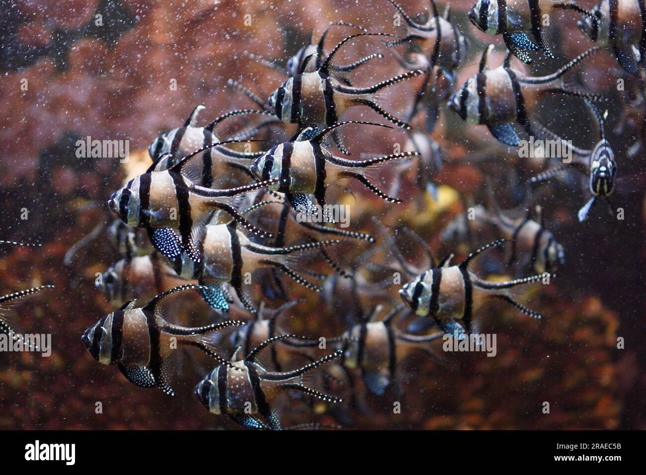 Bangai cardinalfish Banque de photographies et d’images à haute ...