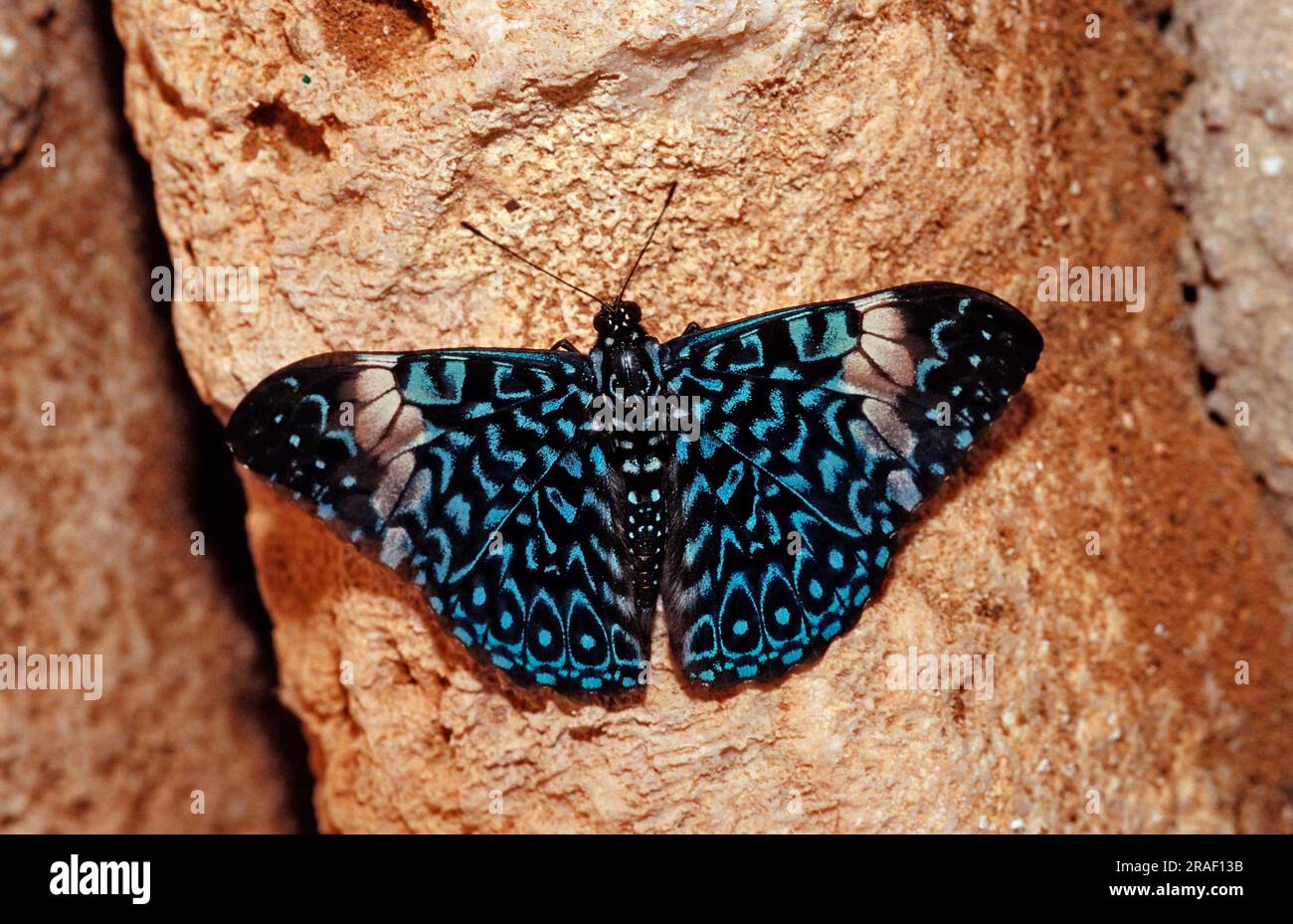 Papillon gris Banque de photographies et d’images à haute résolution ...