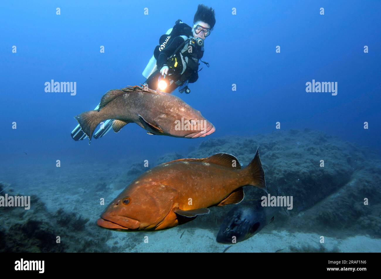 Merou brun Banque de photographies et d’images à haute résolution - Alamy