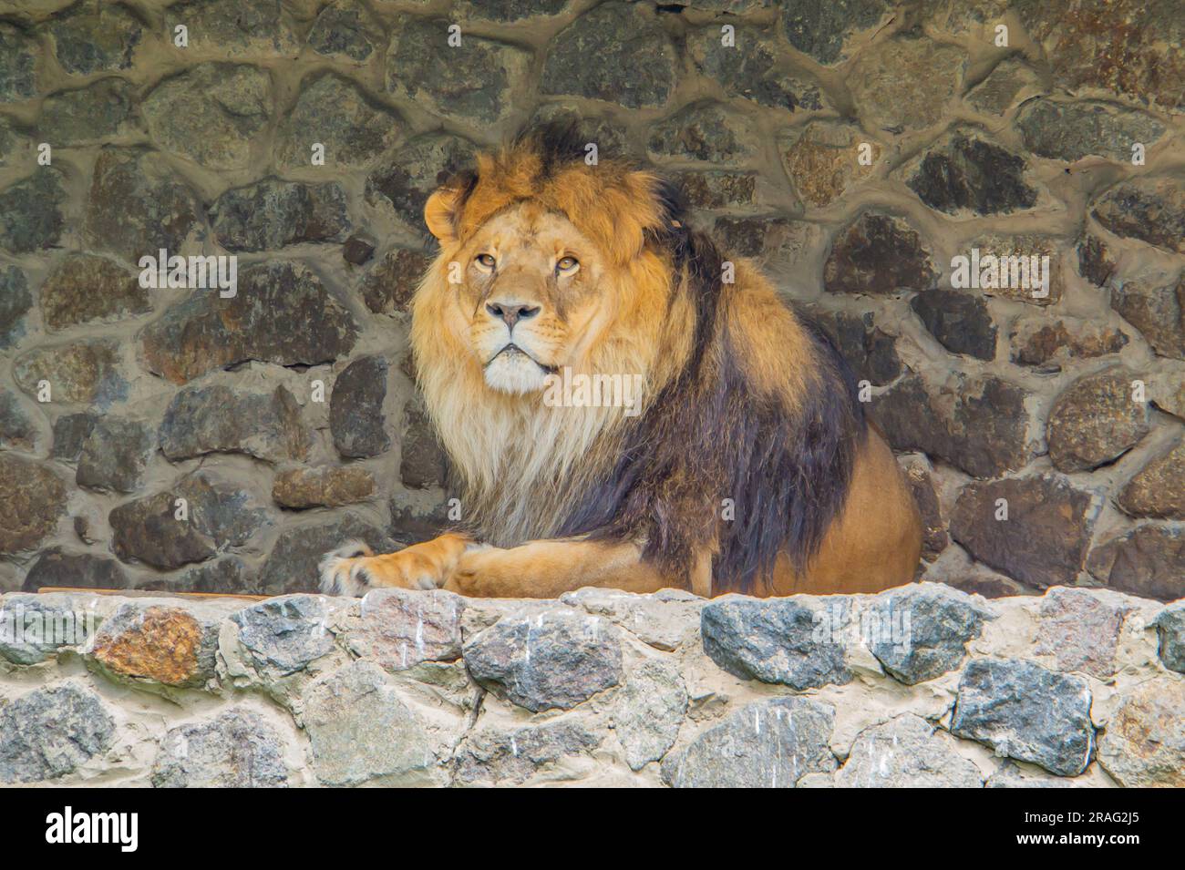 Magnifique Mighty Lion. Un beau lion avec une grande manie se trouve ...