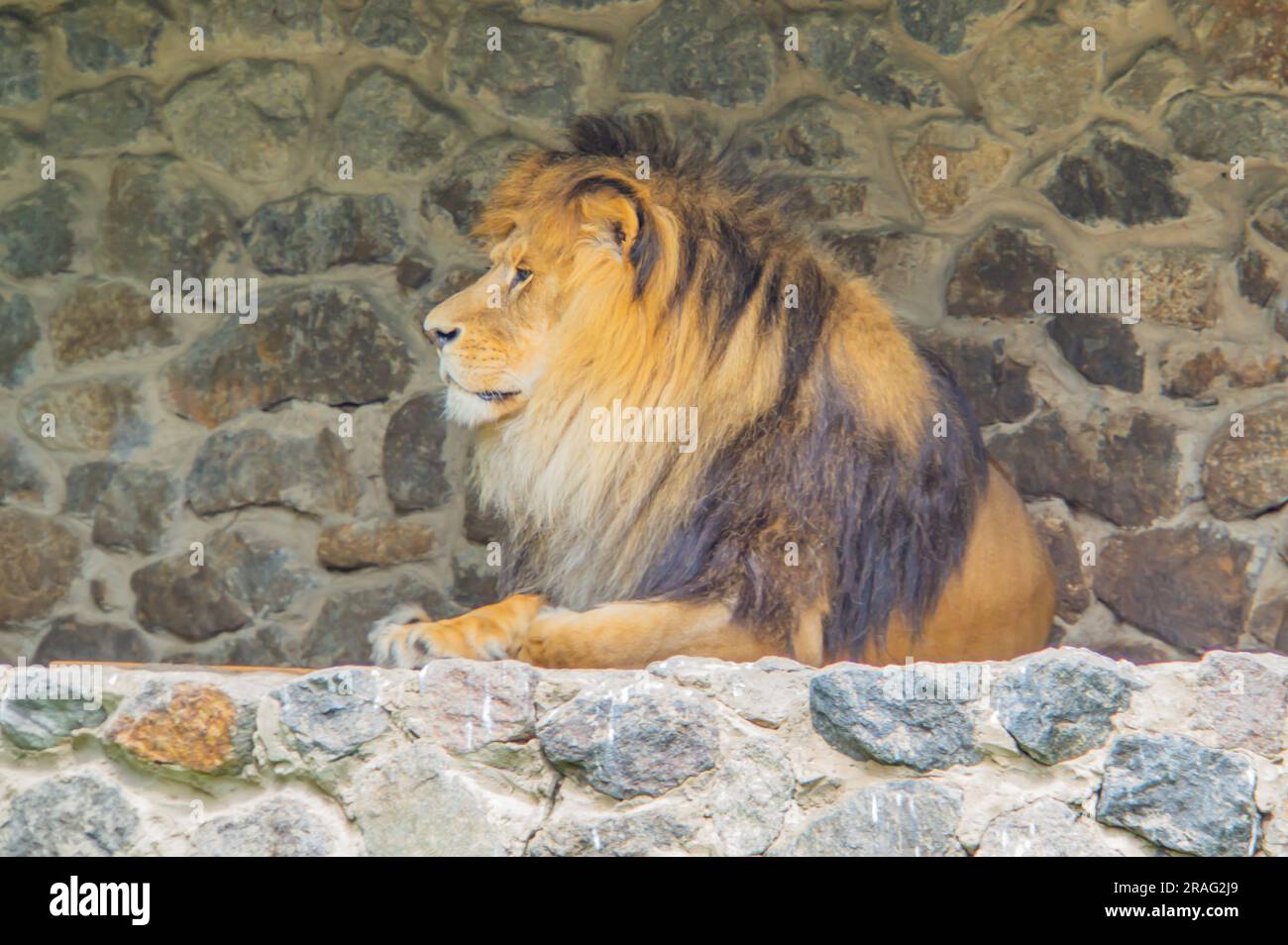 Magnifique Mighty Lion. Un beau lion avec une grande manie se trouve ...