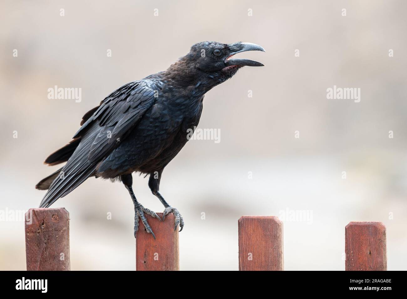 Un corbeau nord-africain (Corvus corax) est vu avec son bec ouvert ...
