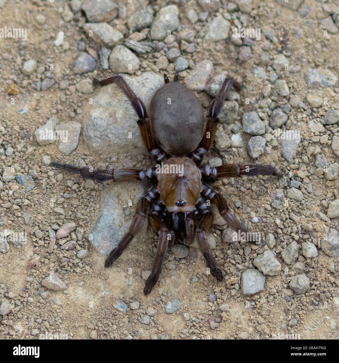 Trapdoor spiders ctenizidae Banque de photographies et d’images à haute ...