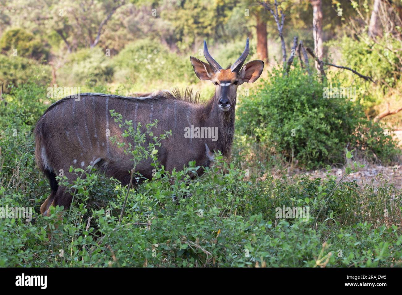 Jeune plus grand koudou Banque de photographies et d’images à haute ...