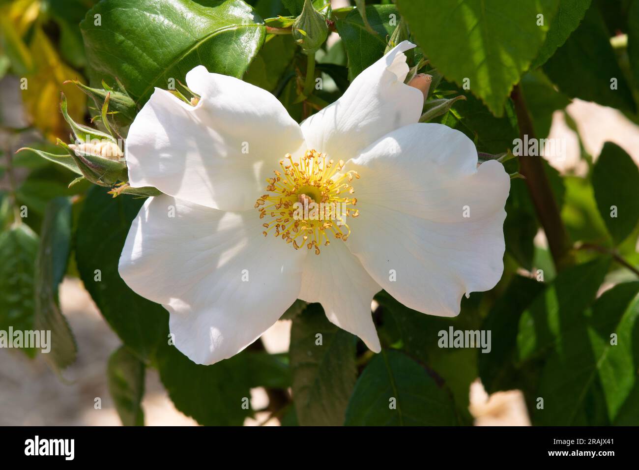 Rosa sally holmes rose Banque de photographies et d’images à haute ...