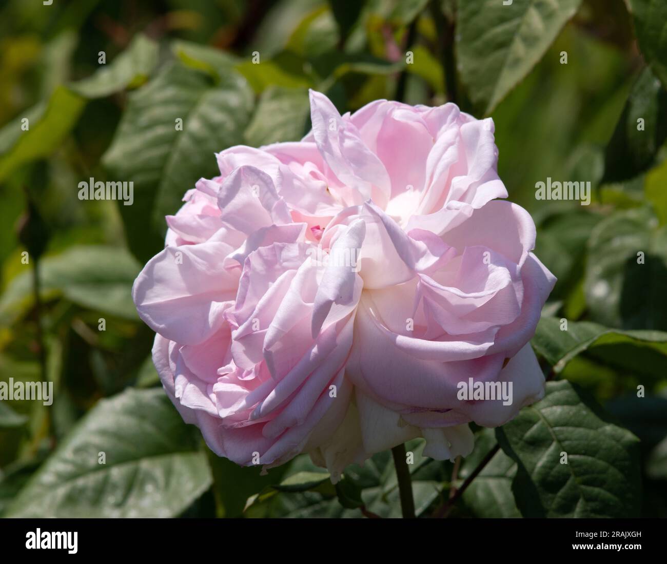 Sharifa asma Banque de photographies et d’images à haute résolution - Alamy