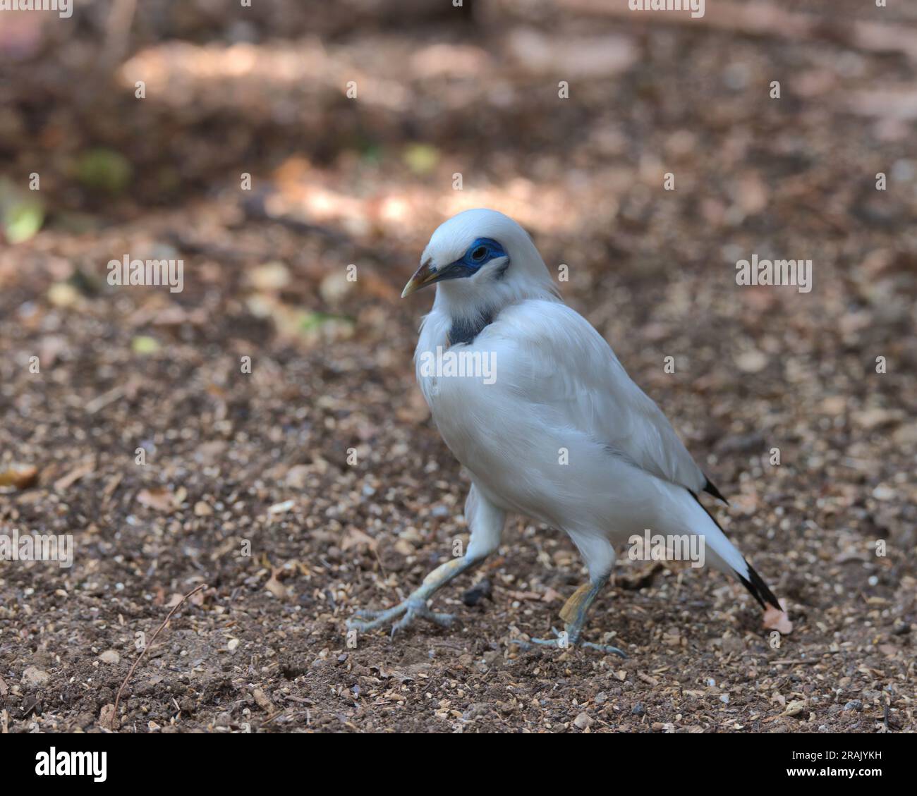 Bali myna Banque de photographies et d’images à haute résolution - Alamy