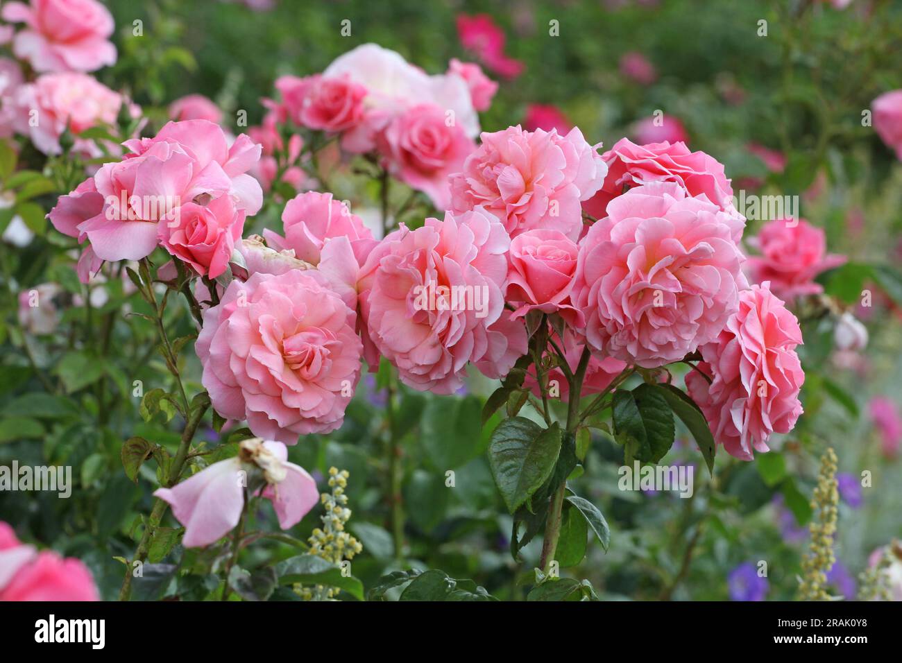 Tickled pink Banque de photographies et d’images à haute résolution - Alamy