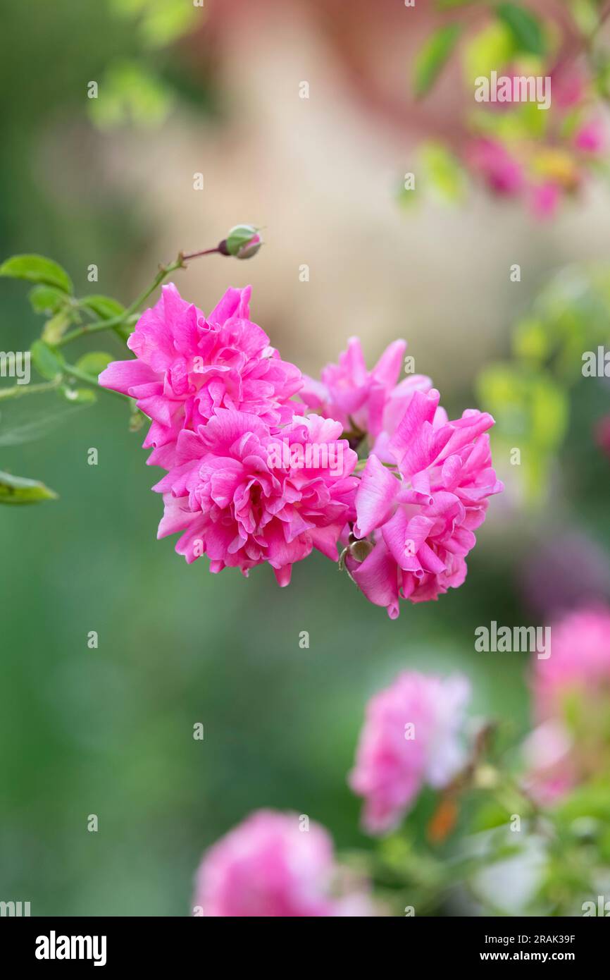 Dorothy rose Banque de photographies et d’images à haute résolution - Alamy