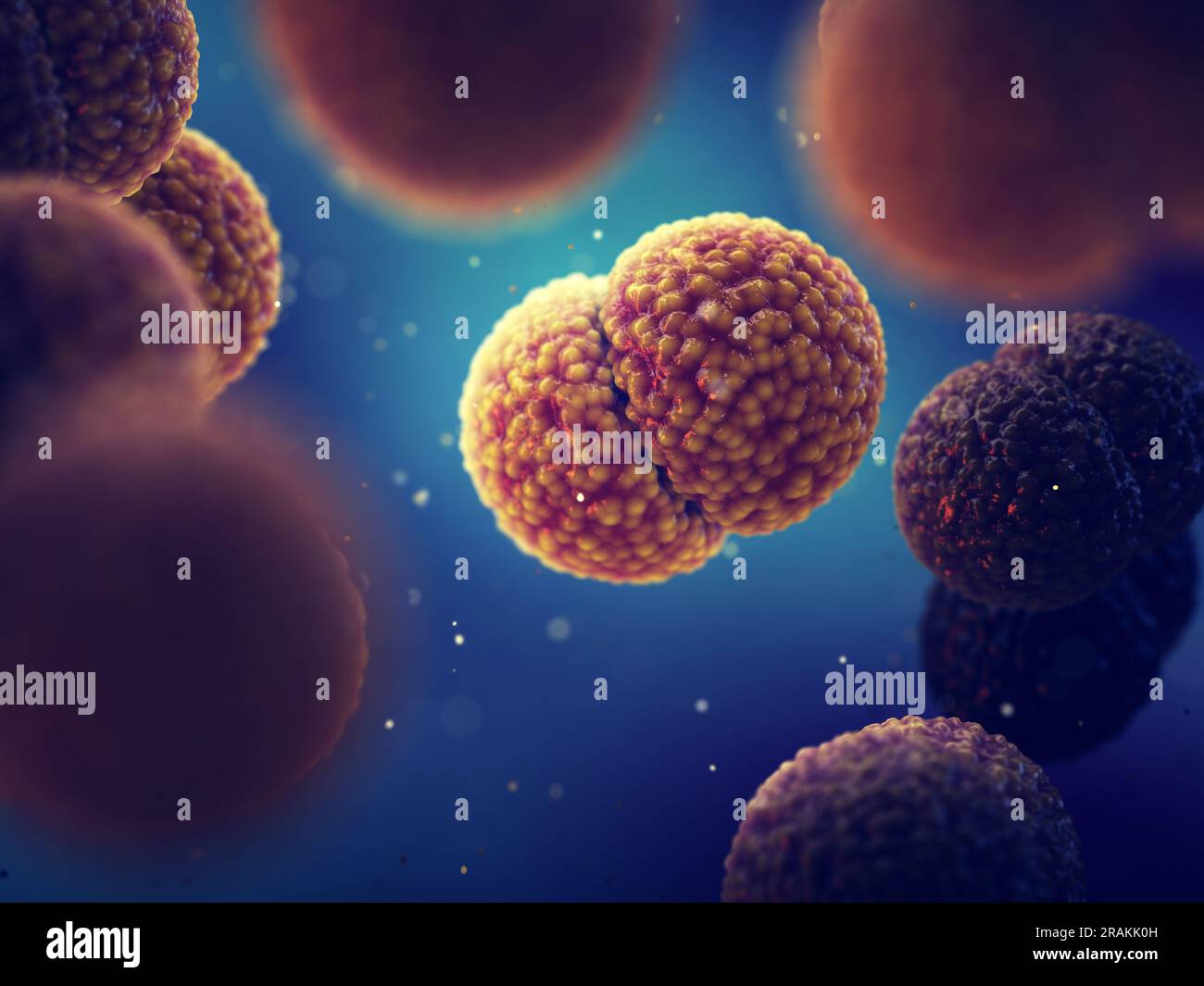 Bactérie De La Méningite Neisseria Meningitidis La Méningite à