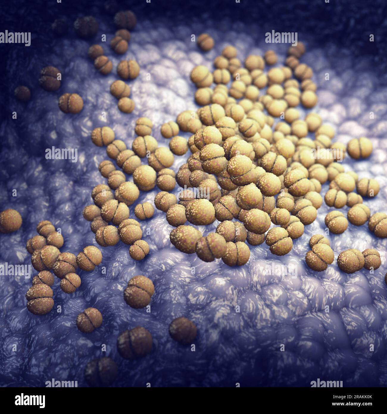 Bactérie De La Méningite Neisseria Meningitidis La Méningite à
