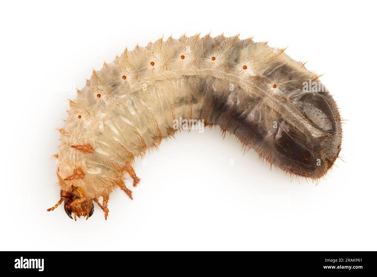 Larve unique Banque d'images détourées - Alamy