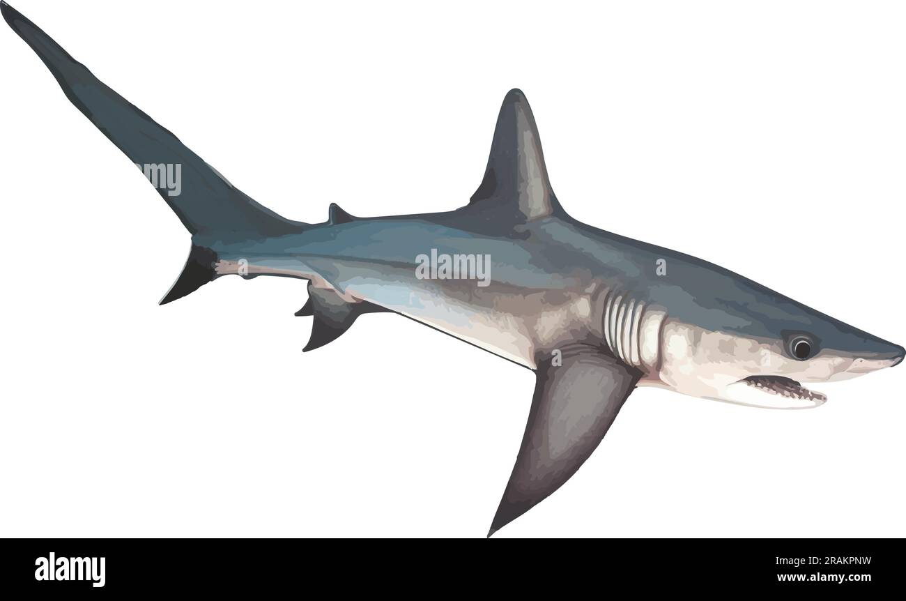 Requin gris de récif Banque d'images vectorielles - Alamy
