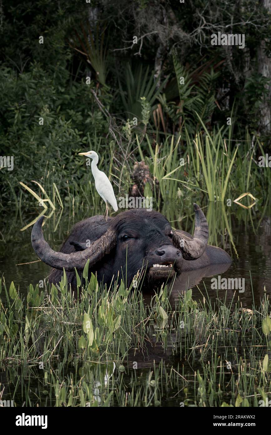 Water buffalo bird Banque de photographies et d’images à haute ...